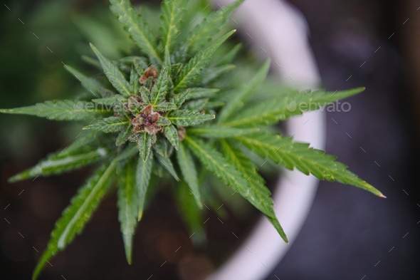 Background Canopy of Budding Indoor Marijuana Plants. Stock Photo by ...