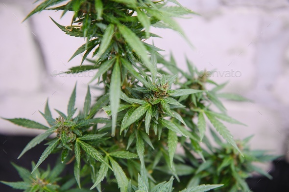 Background Canopy of Budding Indoor Marijuana Plants. Stock Photo by ...