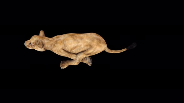 4K Lioness Run Top View, Motion Graphics | VideoHive