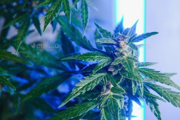 Cannabis Marijuana Leaf Background. Aesthetic beautiful medical ...