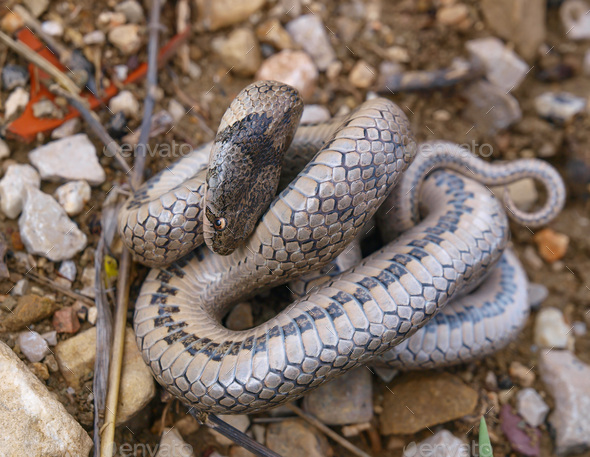 false smooth snake, macroprotodon cucullatus Stock Photo by wirestock