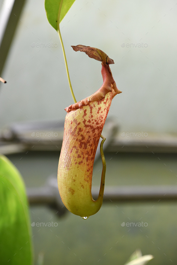 Nepenthes spathulata pitcher plant Stock Photo by andreajoseph2011