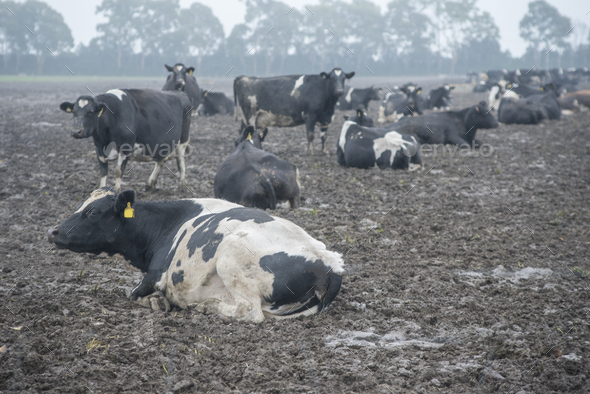 dairy cows in a muddy paddock Stock Photo by wirestock | PhotoDune