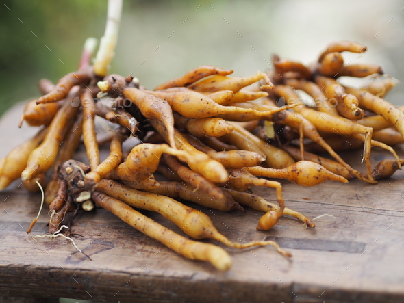 Boesenbergia rotunda, Kaempferia cochinchinensis Gagnep, Curcuma ...