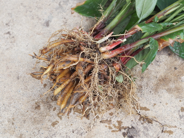 Boesenbergia rotunda, Kaempferia cochinchinensis Gagnep, Curcuma ...