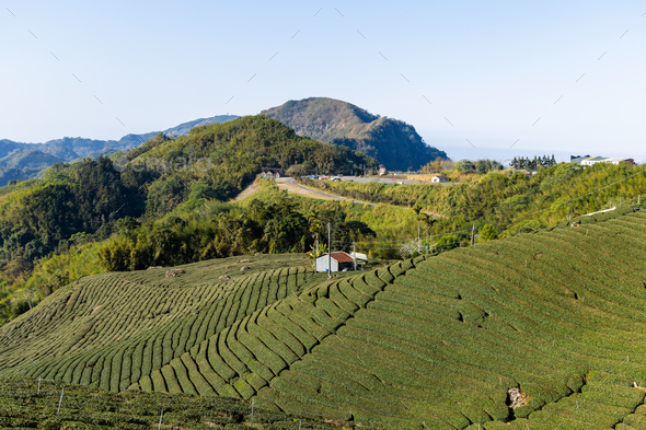 Tea field in Shizhuo Trails at Alishan of Taiwan Stock Photo by leungchopan