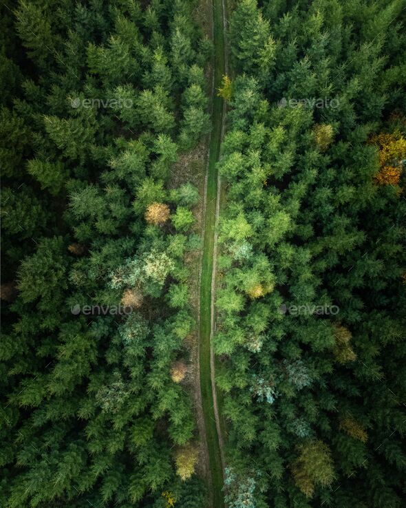 Vertical top view of footpath in a forest Stock Photo by wirestock