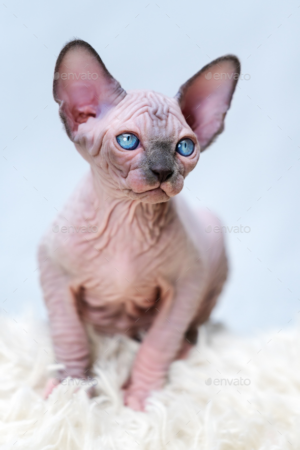 Hairless Canadian Sphynx Cat kitten with big blue eyes. Front view of ...
