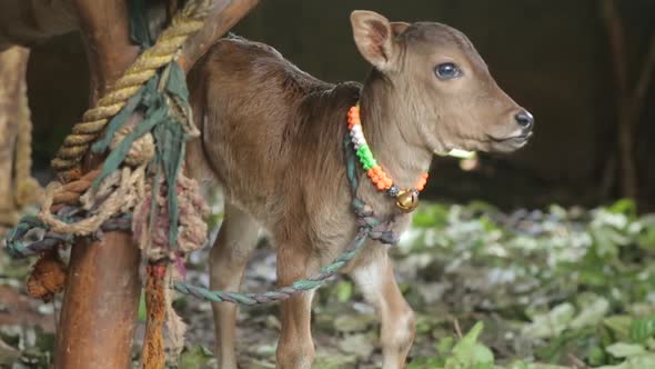 Little calf mooing and shooing away flies in corral. Close up, gimbal ...