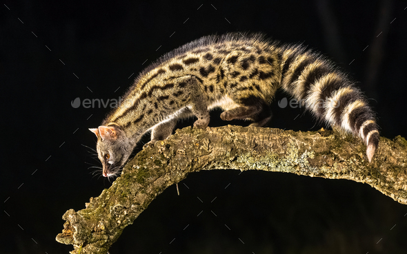 Common Genet in dark forest Stock Photo by CreativeNature_nl | PhotoDune