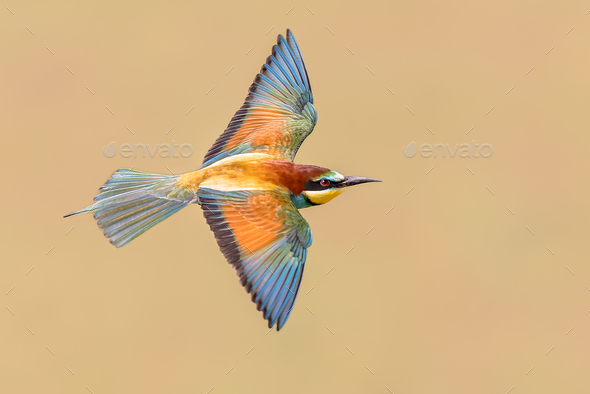 Bee Eater flying on blurred background Stock Photo by CreativeNature_nl