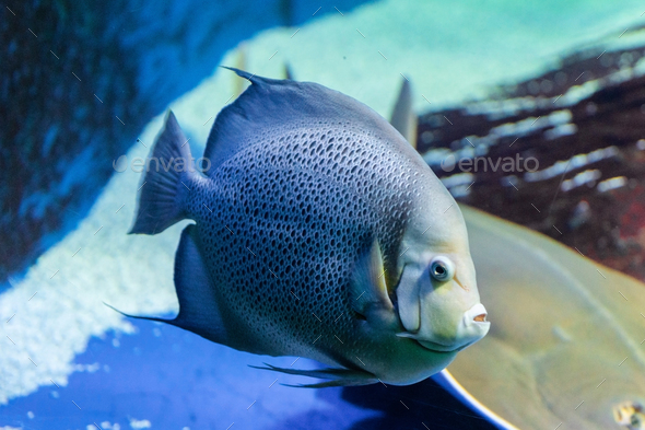 Adult gray angelfish, Pomacanthus arcuatus swims Stock Photo by photolime
