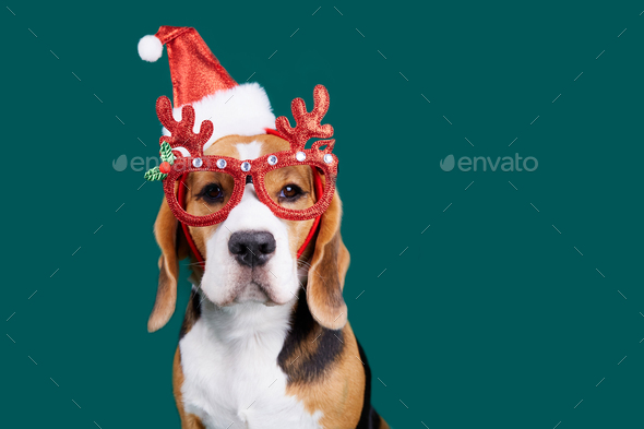 A beagle dog wearing a Santa Claus hat and glasses with deer antlers ...