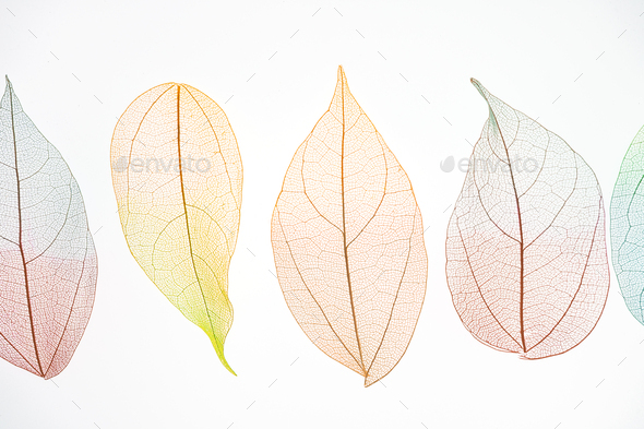 Top view row of multicolor, transparent leaves skeleton with beautiful ...