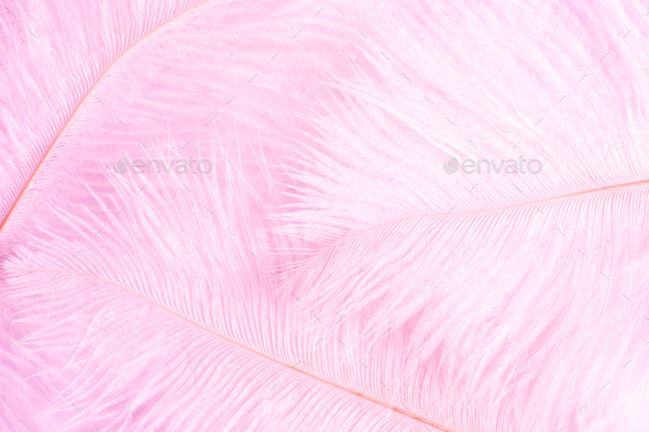 Pink feather background. Softness pink feather texture. Soft pastel ...