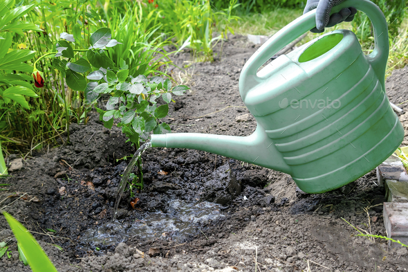 watering and planting rose plant sprout in soil, ground in garden ...