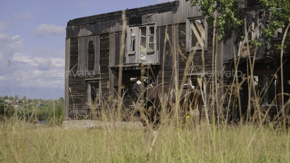 Cow on background of abandoned wooden house. Clip. Beautiful landscape ...