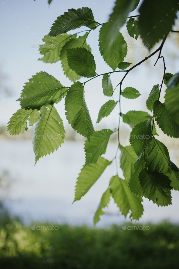 Vertical shot of beautiful Wych elm tree leaves and a sky background ...