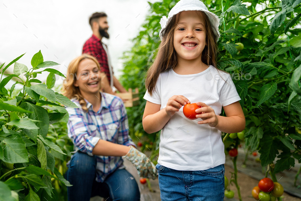 Friendly farmer team harvesting fresh vegetables from the rooftop ...