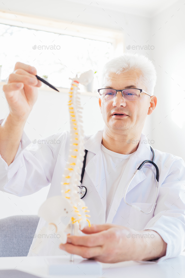 Middle aged male doctor pointing on human spine model. Spinal ...