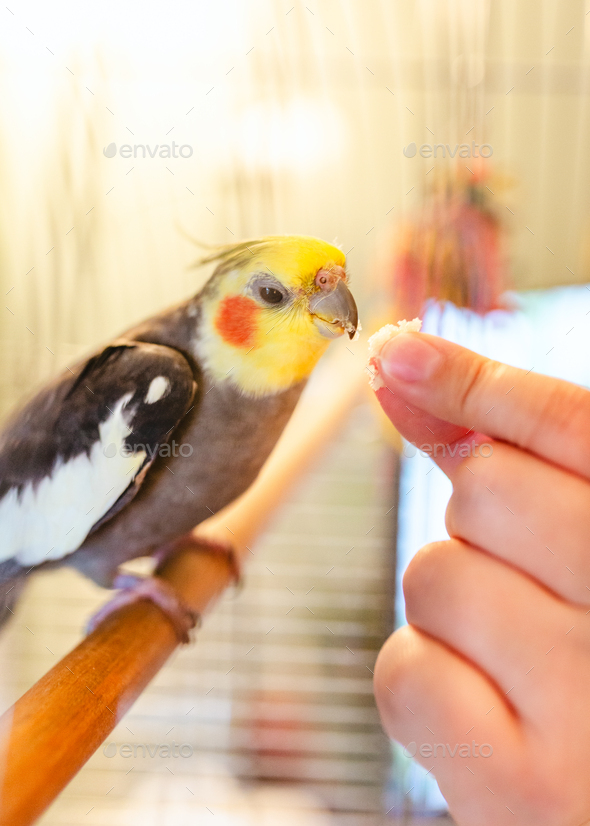 Cockatiel Bird Inside Cage With Hand Feeding Snack Stock Photo by ...