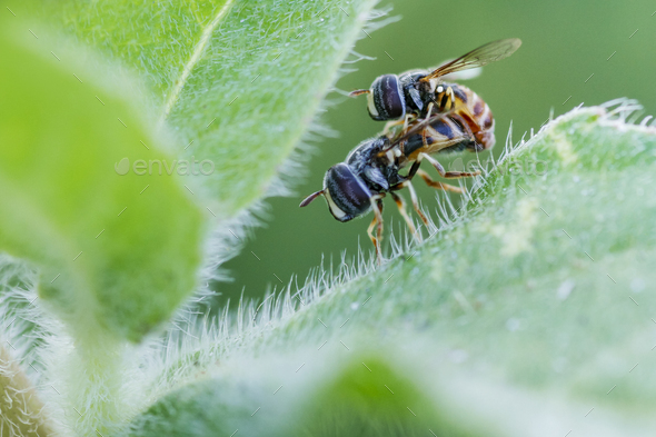 mating insect Stock Photo by triwidana | PhotoDune