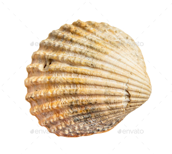 dried sea shell of clam mollusc isolated on white Stock Photo by vvoennyy