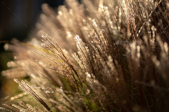 Dry pampas grass at sunset light. Plant Cortaderia selloana soft focus ...