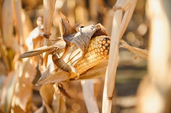 Agricultural field on which grow and change the color of ripe corn ...