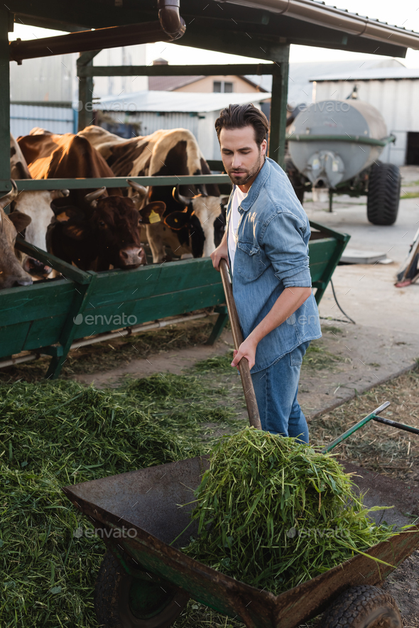 young farmer loading hay into wheelbarrow while working near cowshed ...