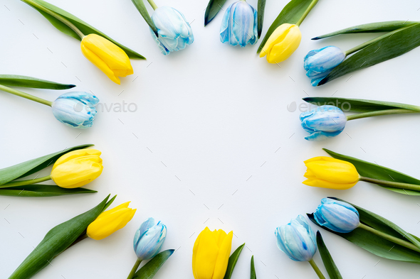 Top view of frame from blue and yellow tulips on white background Stock ...