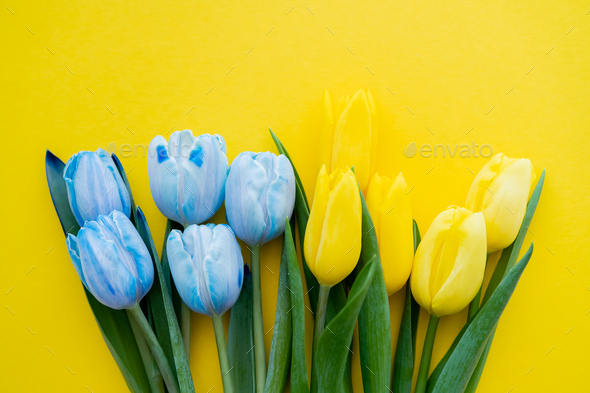 Top view of blue and yellow tulips on background with copy space Stock ...