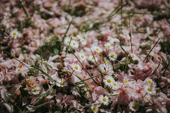 Field of daisies with withered pink flowers on the ground Stock Photo ...