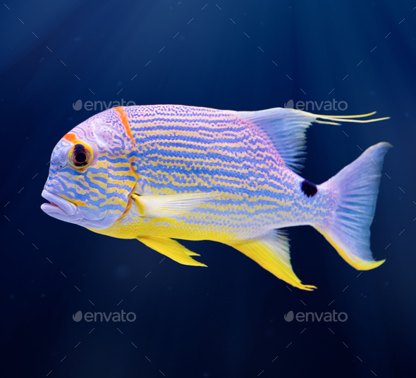 Blue-lined coral reef fish, sailfin snapper Stock Photo by sergeyskleznev