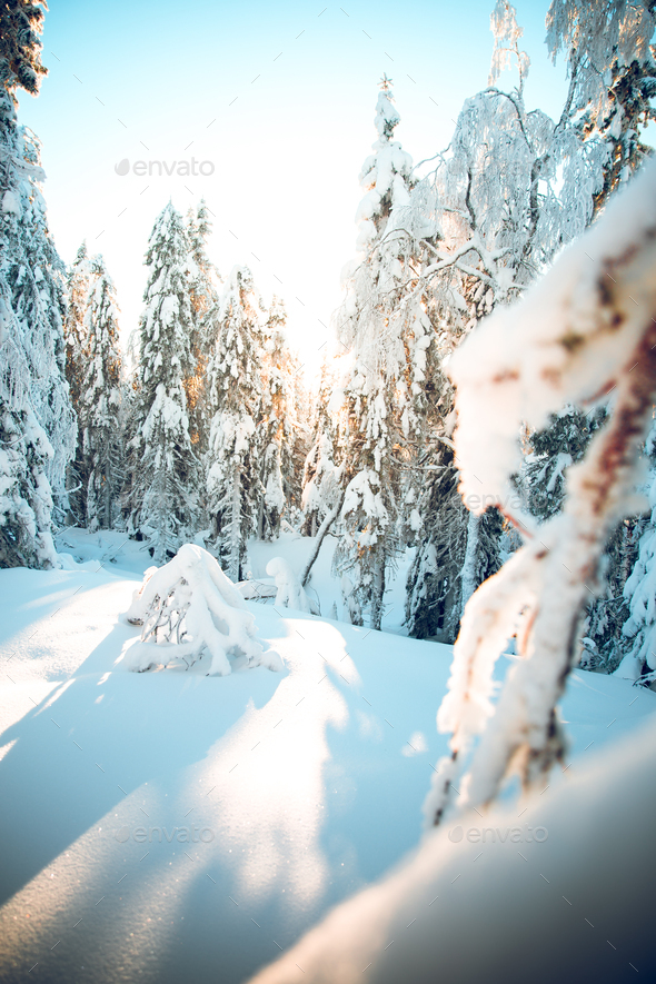 Vertical of a sunlight going through pine trees covered with snow in ...