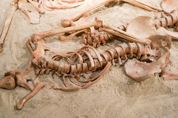 Prehistoric human bone remains. Ancient skeleton discovered by ...