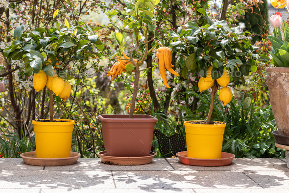 Citrus plants lemons and Buddha's hand grow in flower pots in the ...