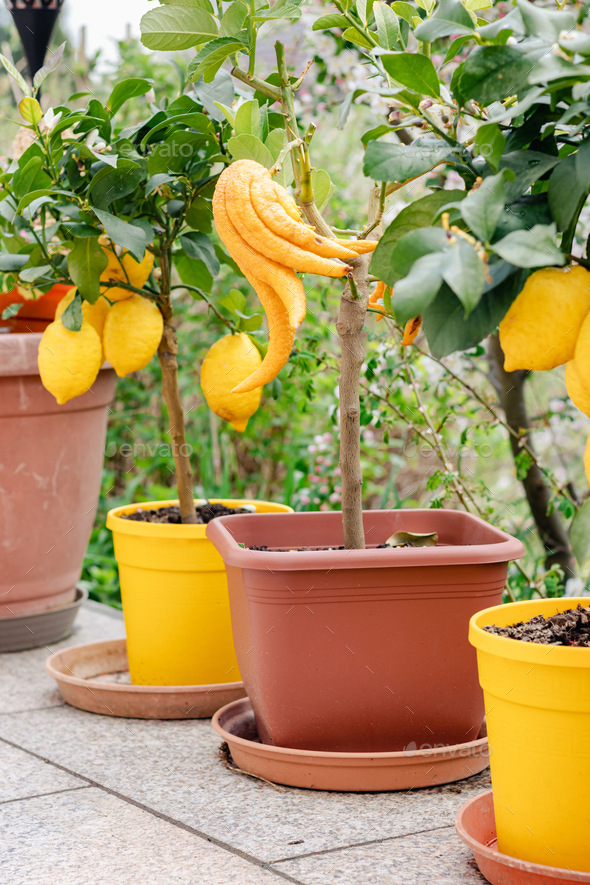 Citrus plants lemons and Buddha's hand grow in flower pots in the ...