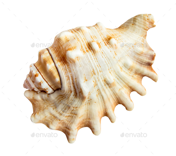 dried sea shell of conch mollusk isolated on white Stock Photo by vvoennyy