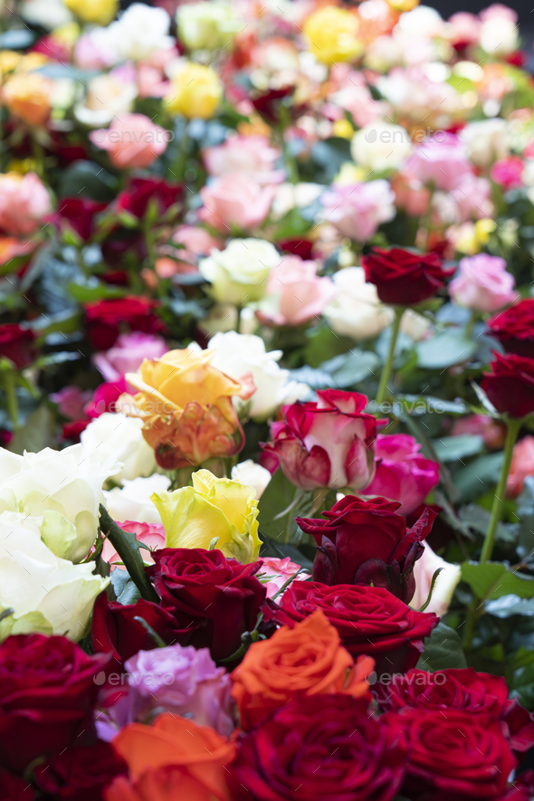 Different color roses background, shallow depth of field, marriage ...
