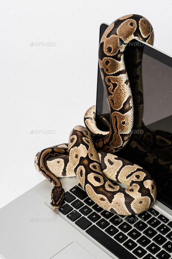 Python snakes and laptop computer Stock Photo by BLACKDAY | PhotoDune