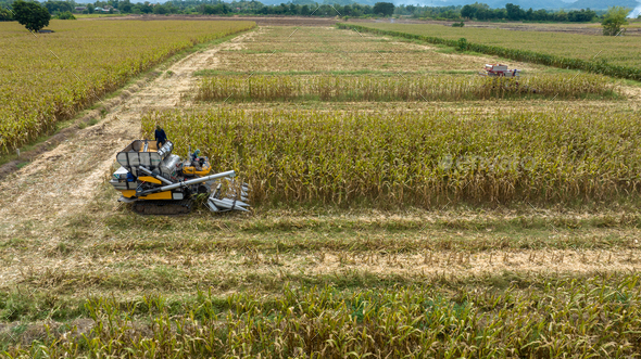 Farm machines harvesting corn. The entire corn plant is used, no waste ...