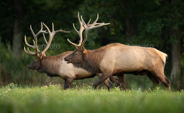 Bull Elk During the Rut Stock Photo by harrycollinsphotography | PhotoDune
