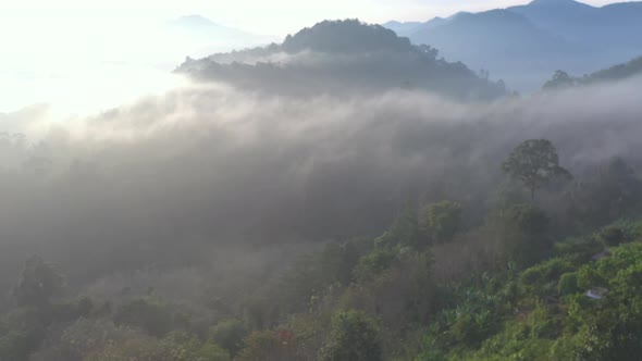 Fog Flowing On The Forest, Stock Footage | VideoHive