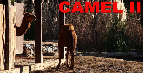 Camel II, Stock Footage | VideoHive