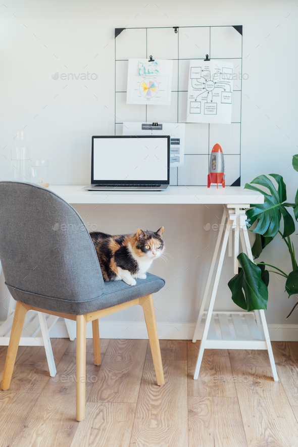Cat pet sitting on the chair in modern cozy light workplace - white ...