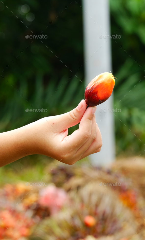 Palm Fruits Kernel Stock Photo by najmi1990 | PhotoDune