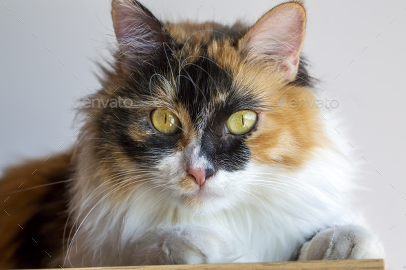 Long haired calico cat cute Stock Photo by esindeniz | PhotoDune