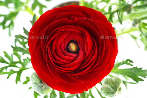 Ranunculus flower close-up Stock Photo by digitalr | PhotoDune