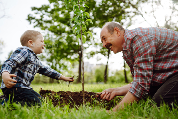 Planting family tree. Little boy helping his grandfather to plant tree ...